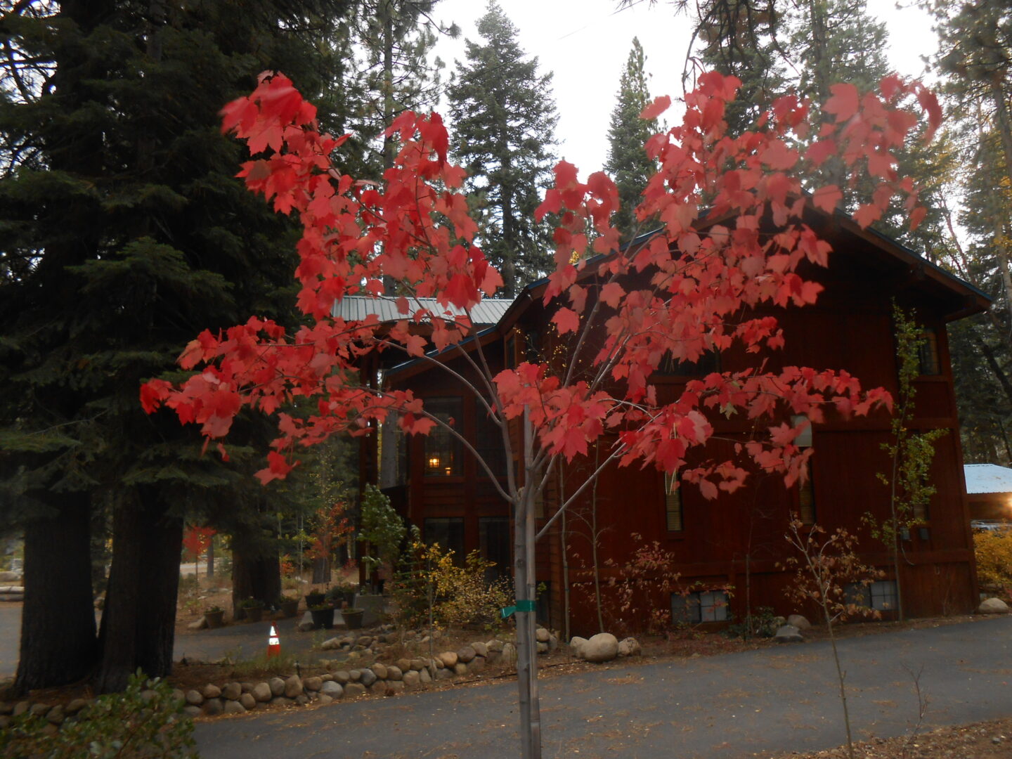 Best Places for Fall Color in California | CABBI